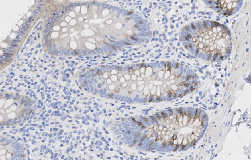 DOG1 – Sakura BioSciences & Innovations