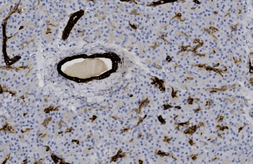 Cytokeratin 7 – Sakura BioSciences & Innovations